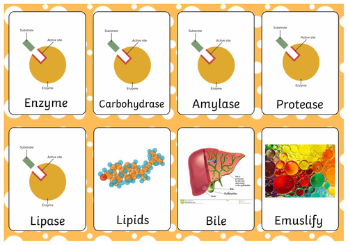 GCSE Biology Flashcards - Organisation | Teaching Resources