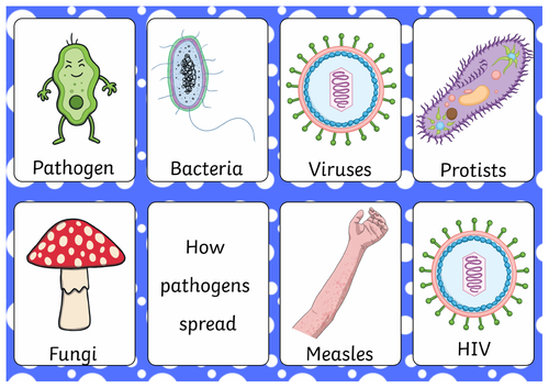 GCSE Biology Flashcards - Infection and Response | Teaching Resources