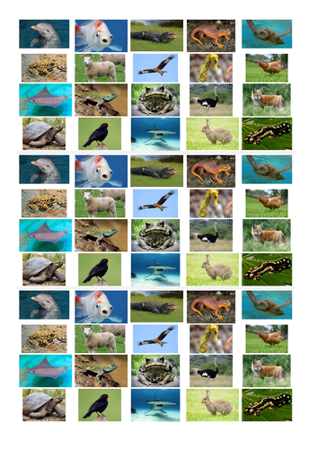Animal Classification (Vertebrates) | Teaching Resources