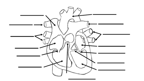 Heart structure Cross section Label | Teaching Resources