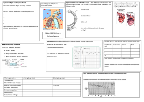 OCR A Level Biology A Exchange Surfaces revision ws | Teaching Resources