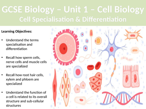 AQA GCSE Biology - Cell Differentiation & Specialisation Lesson ... AQA GCSE Biology - Cell Differentiation & Specialisation Lesson ...