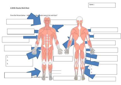 A Level AQA Muscles and Skeleton | Teaching Resources