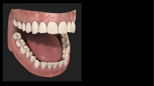 Human Teeth | Teaching Resources