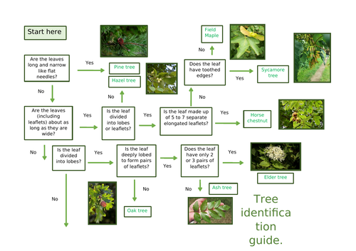 Tree identification guide | Teaching Resources