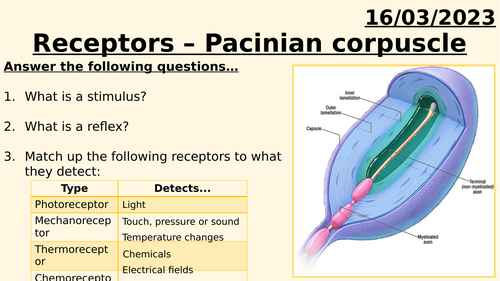 AQA A LEVEL BIOLOGY - PACINIAN CORPUSCLE | Teaching Resources