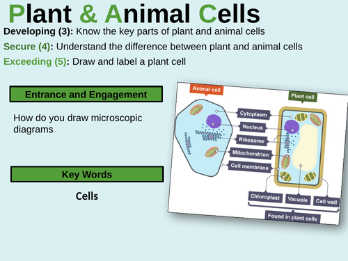 B1.2 Plant & Animal Cells - Year 7 Biology | Teaching Resources