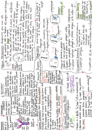 A Level Biology Knowledge Organiser . Revision Notes AQA Immunity ...