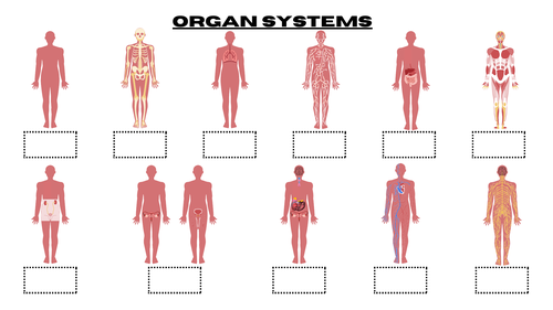 Organ Systems Worksheet | Teaching Resources