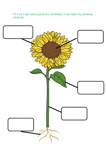 Labelling parts of a sunflower | Teaching Resources