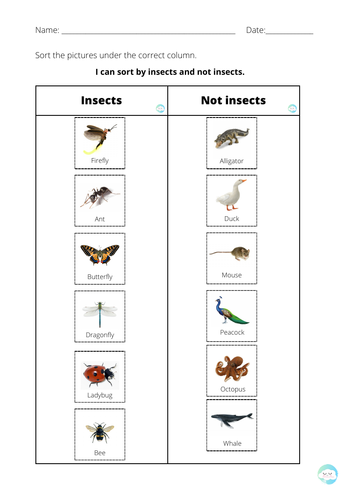 Insects and not insects Sort Out | Teaching Resources