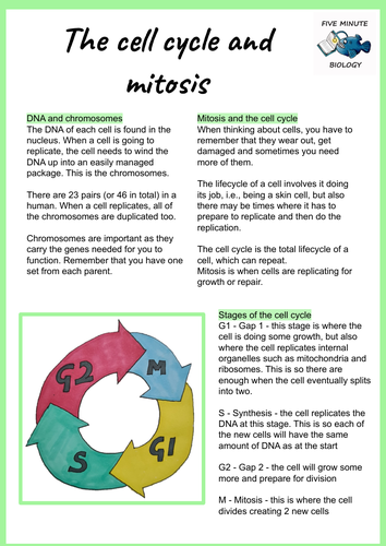 AQA GCSE Biology Cell Cycle and Mitosis Revision Sheet | Teaching Resources