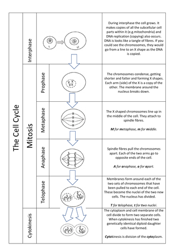 The Cell Cycle and Mitosis Information sheet Edexcel | Teaching Resources