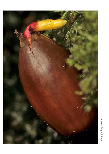 LARGE SPRING PHOTO SET RESOURCES SEASONS EYFS KS1 DISPLAY | Teaching ...