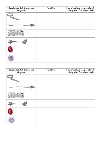 Specialised cells | Teaching Resources
