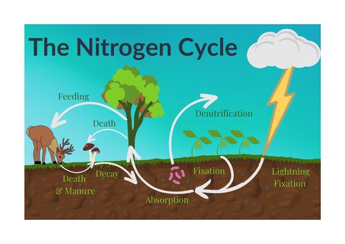 Nitrogen Cycle Poster | Teaching Resources Nitrogen Cycle Poster | Teaching Resources