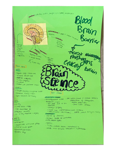 A-level Biology The brain | Teaching Resources