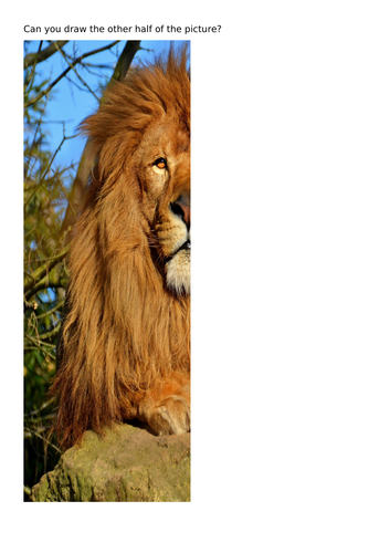 Draw the other half - safari animals | Teaching Resources
