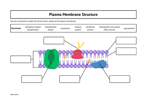 Cell Membrane Diagram Worksheet Labeled