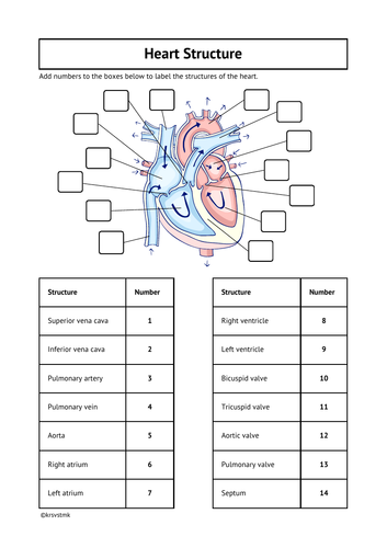 Heart Structure + Answer Sheet Included | Teaching Resources