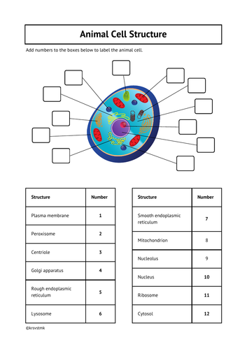 Animal Cell Structure + Answers | Teaching Resources