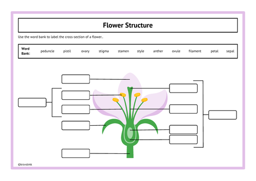 Label the Structure of a Flower + Answers | Teaching Resources