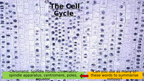 3.8 Cell Cycle | Teaching Resources