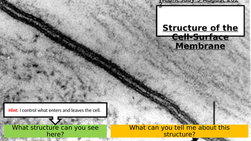 4.1 Structure of the Cell-Surface Membrane | Teaching Resources