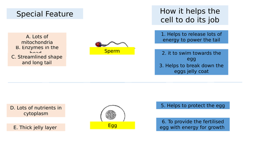 Year 7 Science - Cells - L3.Specialised Cells - Activate Book 1 ...