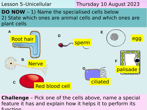 Year 7 Science - Cells - L5. Unicellular Organisms - Activate 1 | Teaching Resources