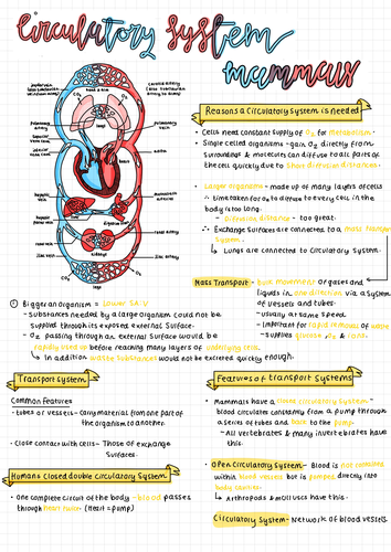 Alevel AQA Biology A* Heart notes | Teaching Resources