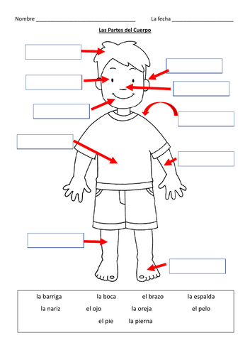 Las Partes Del Cuerpo Worksheet