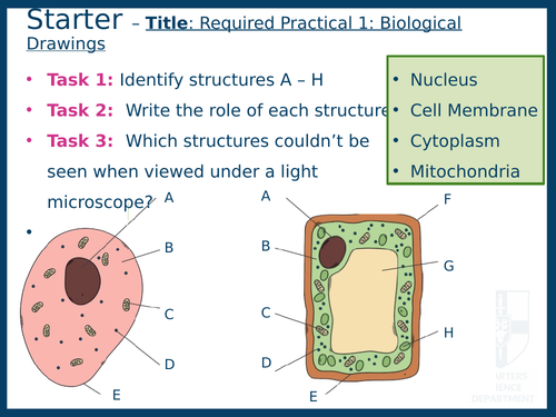 Introduction to Biological Drawings | Teaching Resources
