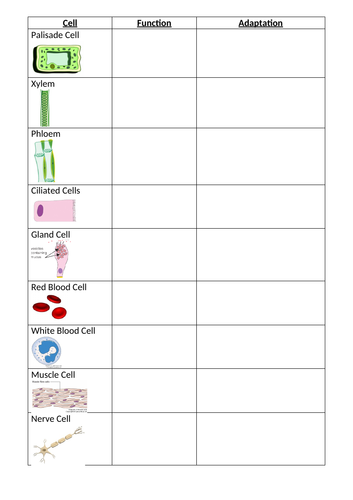 Specialised Cells Activity | Teaching Resources