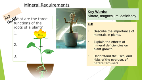 Plant minerals | Teaching Resources