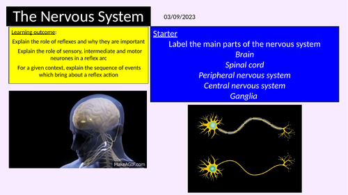AQA A level Nervous System topic | Teaching Resources