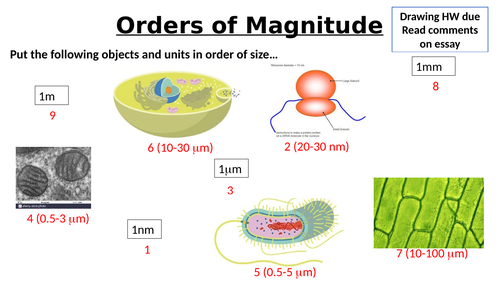 A-Level AQA Biology - Magnification Practice | Teaching Resources