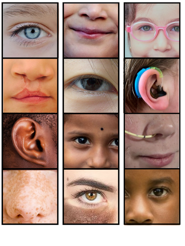 Parts of the Face Display Border | Teaching Resources