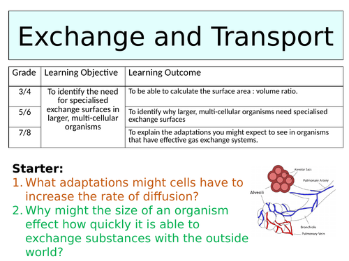 OCR GCSE (9-1) Biology - Exchange & Transport | Teaching Resources