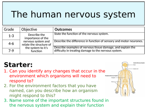 OCR GCSE (9-1) Biology - The human nervous system | Teaching Resources