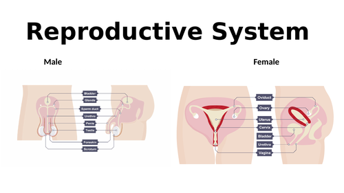 Unit 3 The Structure Function And Disorders Of The Reproductive