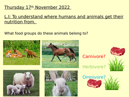 Animals including humans - Year 3 | Teaching Resources