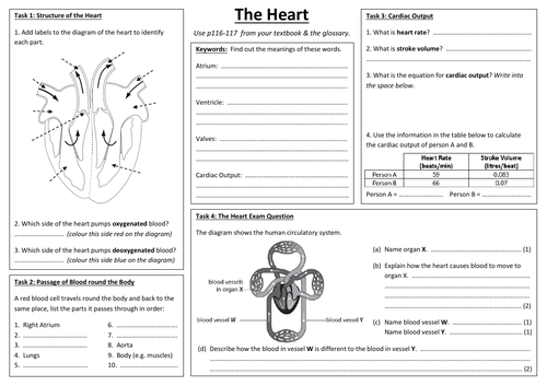 CB8c - The Heart & Cardiac Output A3 sheet (Edexcel Combined Biology ...
