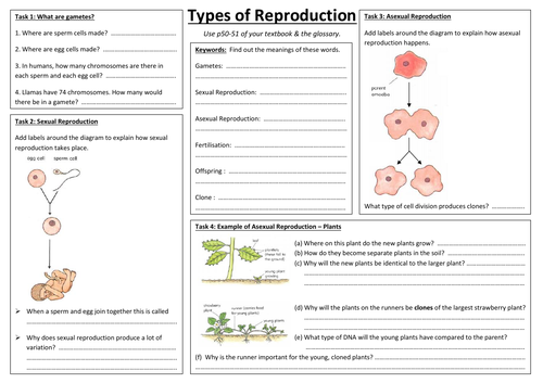 SB3a - Types of Reproduction A3 sheet (Edexcel Single Biology GCSE ...