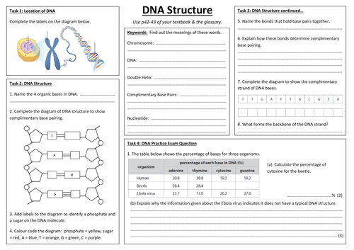 Cb3b Dna Structure A3 Sheet Edexcel Combined Biology Gcse