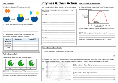 SB1h - Enzymes & Enzyme Action summary sheet (Edexcel Single Biology ...