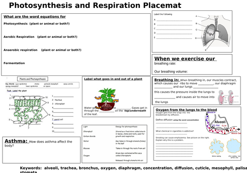 Revision Photosynthesis and respiration | Teaching Resources