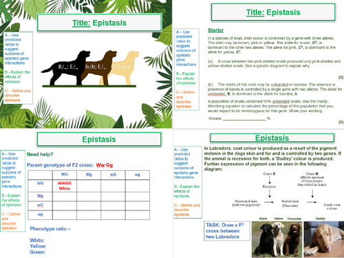 Epistasis - AQA A Level Biology (A2) -17. Inherited Change | Teaching ...