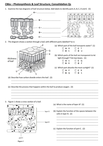 CB6a - Photosynthesis & Leaf Structure Consolidation Questions (Edexcel ...