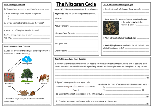 CB9i - Nitrogen Cycle summary sheet (Edexcel Combined Biology GCSE ...